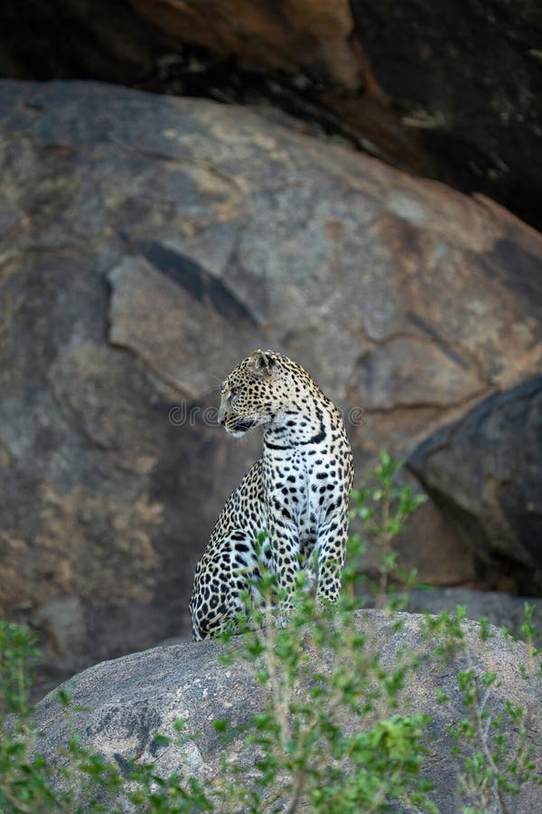 Leopard Sits Looking Down from Shady Boulder Stock Photo - Image of ...