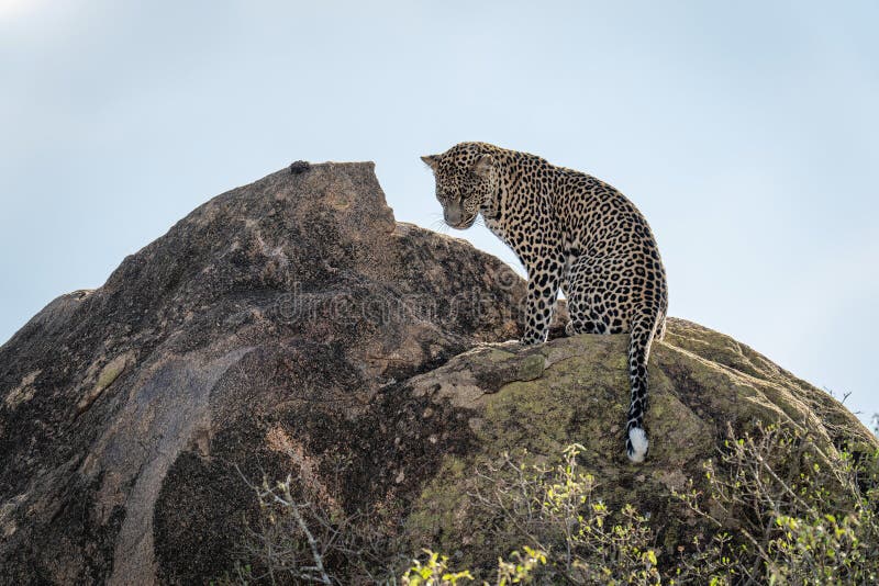 Leopard Sits Looking Down from Sunlit Rock Stock Photo - Image of grass ...