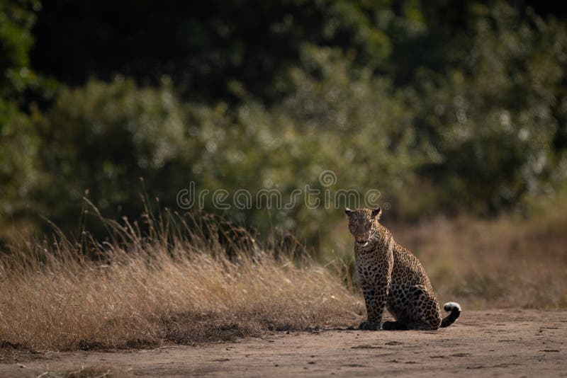 Leopard Sits Near Long Grass Facing Camera Stock Image - Image of sits ...