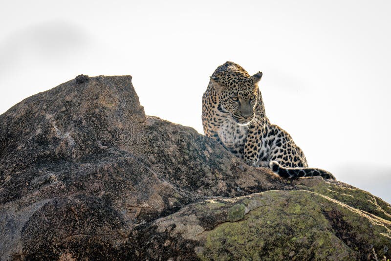 Leopard Sits on Rock with Head Lowered Stock Photo - Image of ...