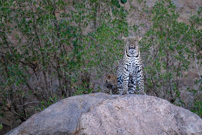 Leopard Sits on Rock with Small Cub Stock Photo - Image of leaves ...