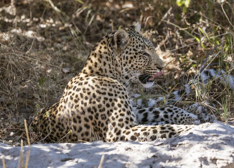 Leopard Sits on Sand, Licking His Chops while Scanning the Horizon ...