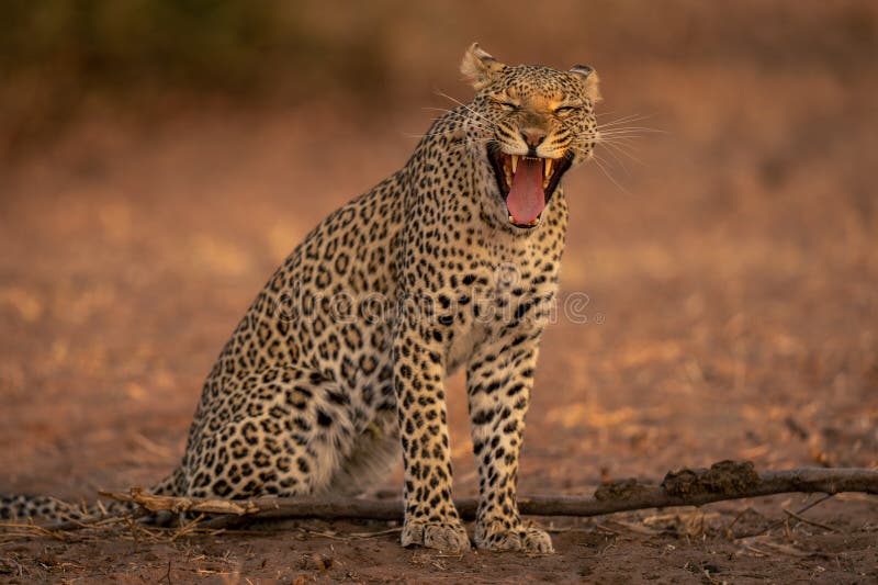 Leopard Sits Yawning on Sand by Log Stock Image - Image of travel ...