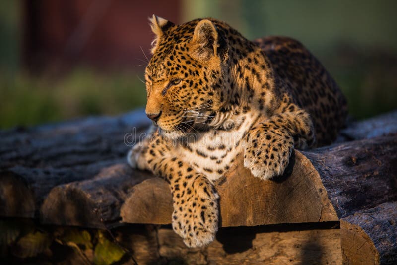 Leopard with sitting cub stock image. Image of mammal - 17676521