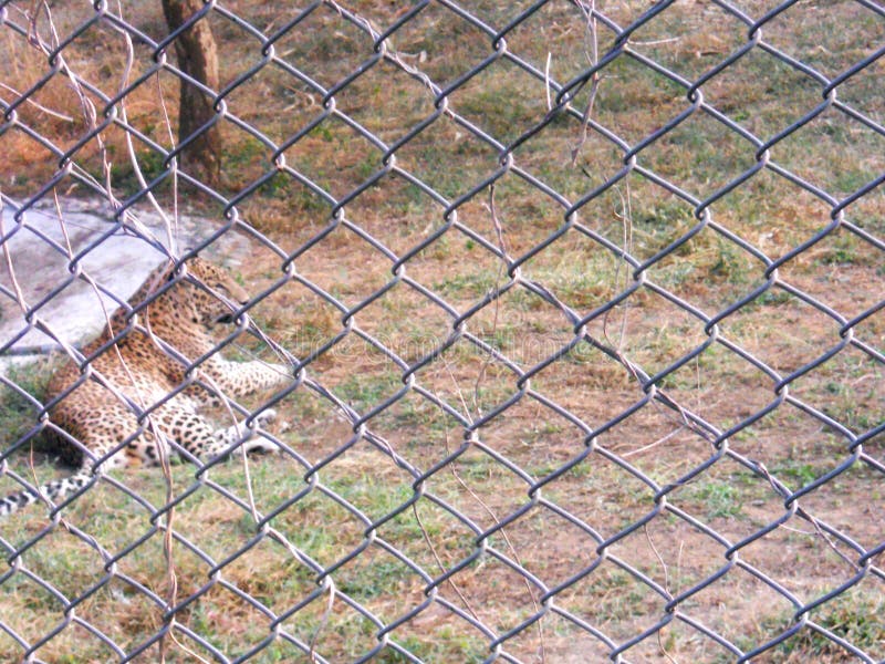 Leopard Sitting Behind the Net in the Zoo Stock Image - Image of mammal ...