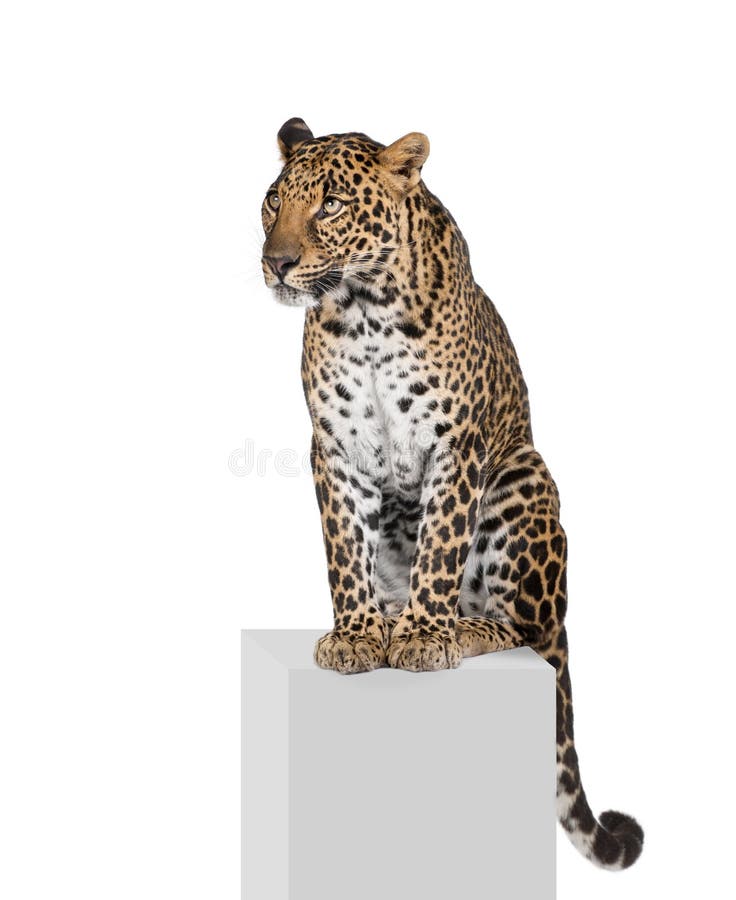 Leopard in Front of a White Background Stock Image - Image of ...