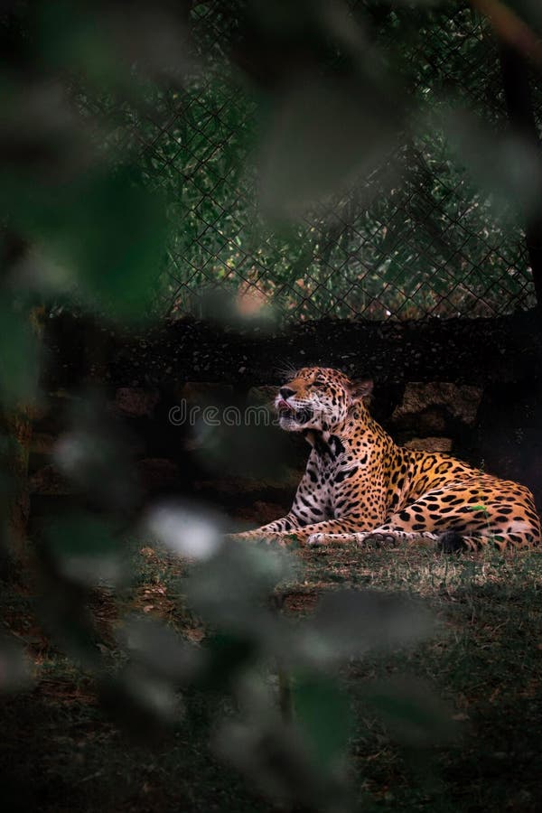 Leopard Sitting on the Grass Surrounded by Green Trees. Stock Image ...