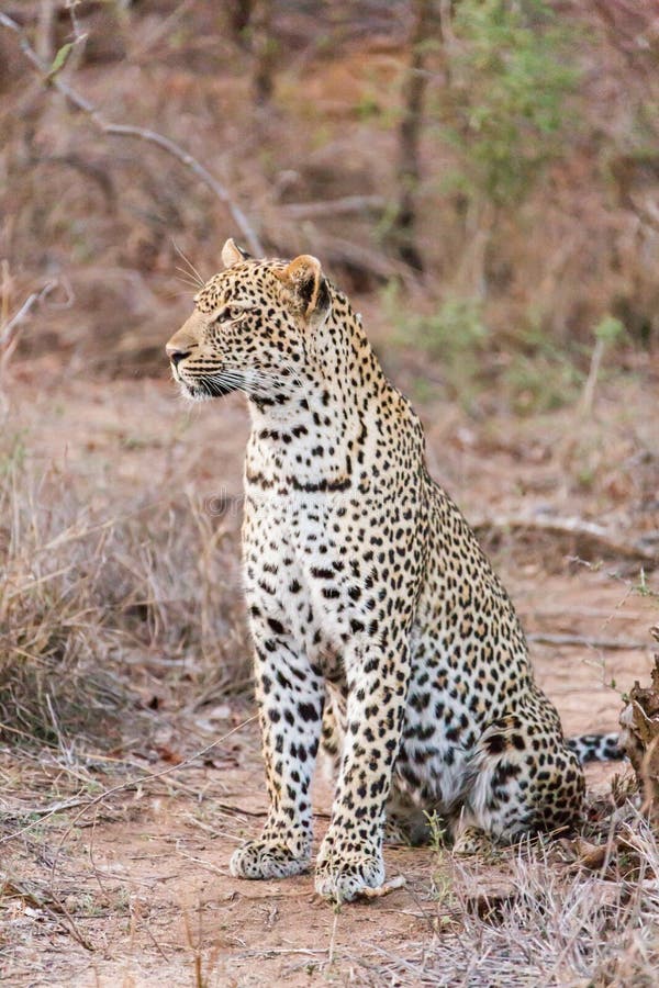 Leopard sitting stock image. Image of mouth, animal, claw - 64723563