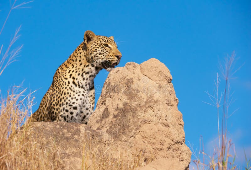 Leopard Sitting on the Rock in the Wild Stock Image - Image of meat ...