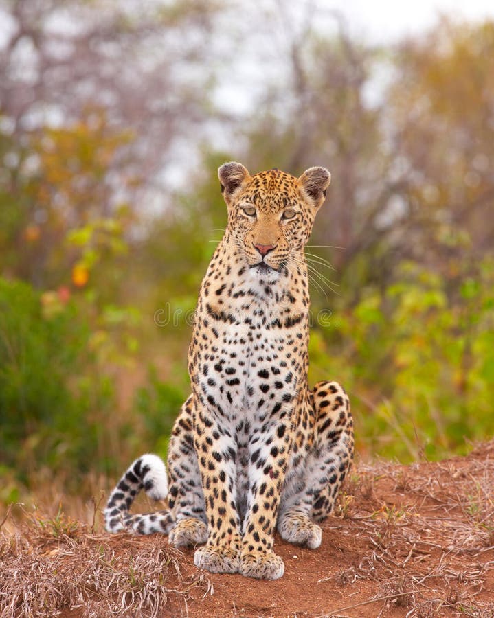 Leopard Sitting in Savannah Stock Photo - Image of habitat, savannah ...