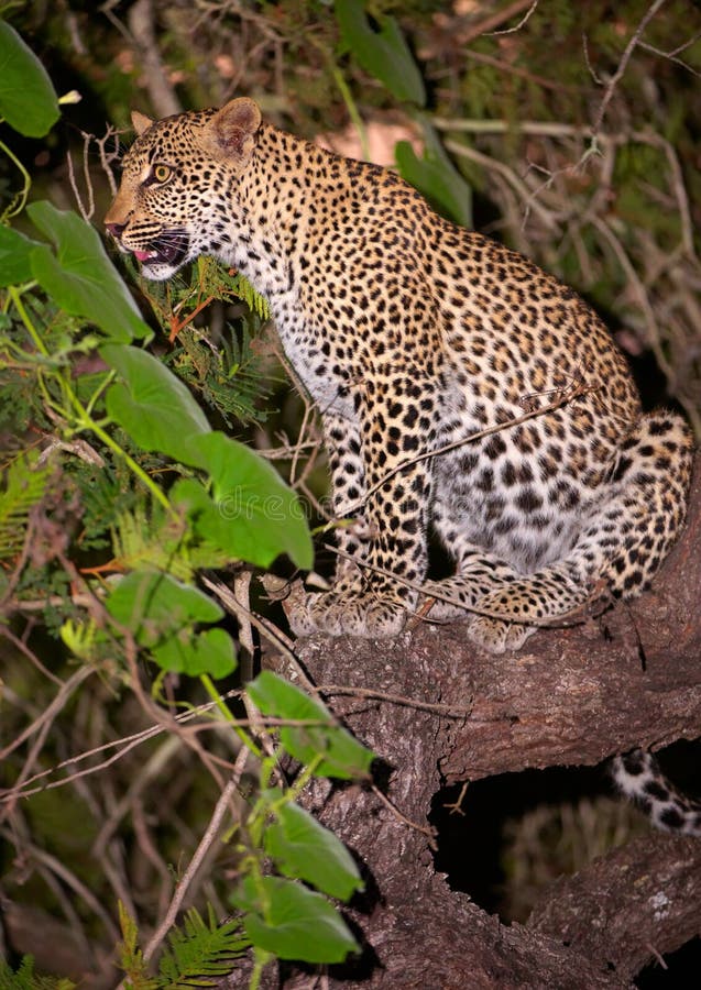 Leopard Sitting in Savannah Stock Photo - Image of habitat, savannah ...