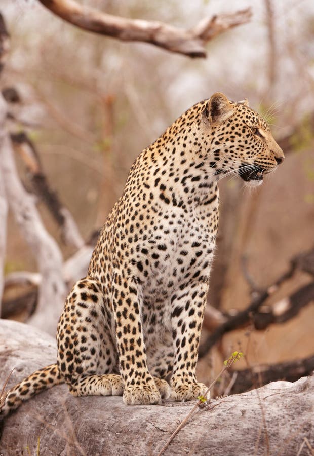 Leopard Sitting on the Tree Stock Photo - Image of alert, animal: 14282810