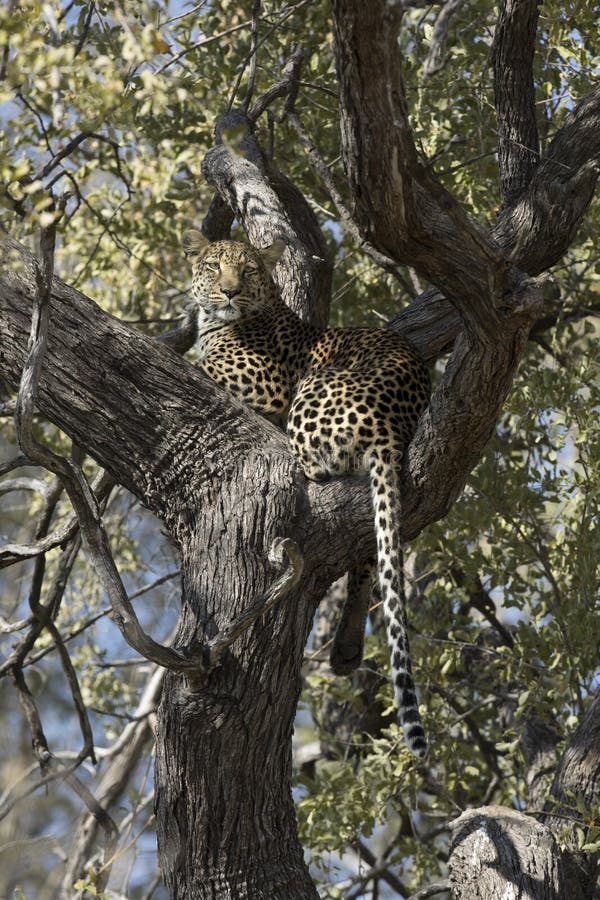 Leopard sitting in a tree stock photo. Image of branches - 200143764