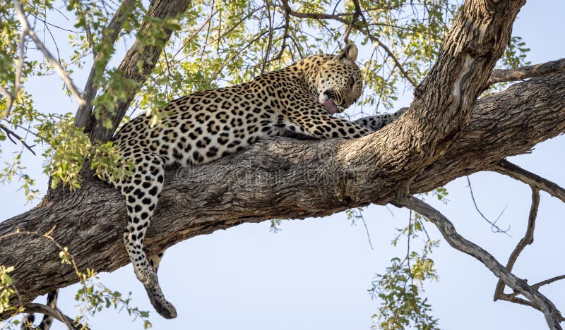 Leopard Sitting in a Tree in Botswana, Africa Stock Image - Image of ...