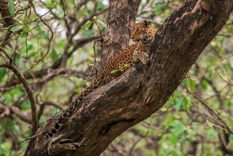 Leopard Sitting on the Tree at Kabini, Nagarhole Tiger Reserve ...