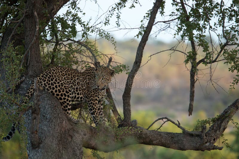 A Leopard Sitting in a Tree in the Kruger. Stock Image - Image of ...