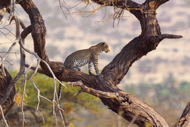 A Leopard Sitting in a Tree Looking for Prey Stock Image - Image of ...