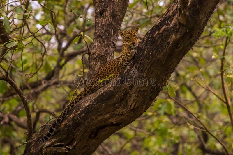 Searching Hassan Stock Photos - Free & Royalty-Free Stock Photos from ...