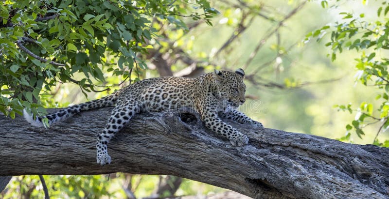 Leopards on a Tree Trunk in Botswana, Africa Stock Image - Image of ...