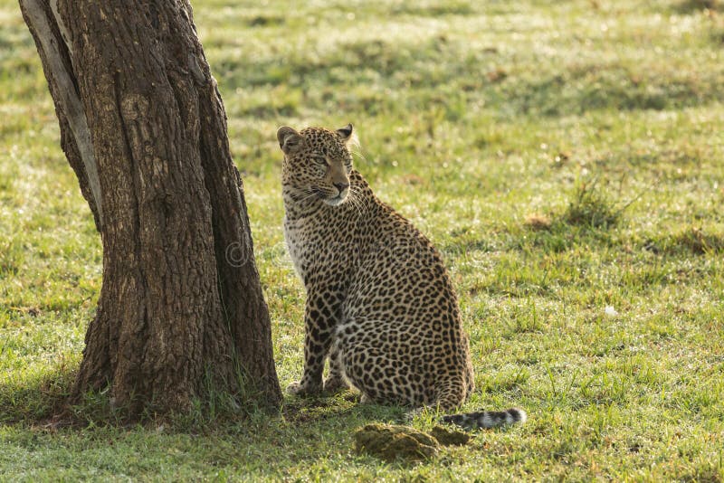 Leopard Sitting Under a Tree Stock Image - Image of maasai, predator ...