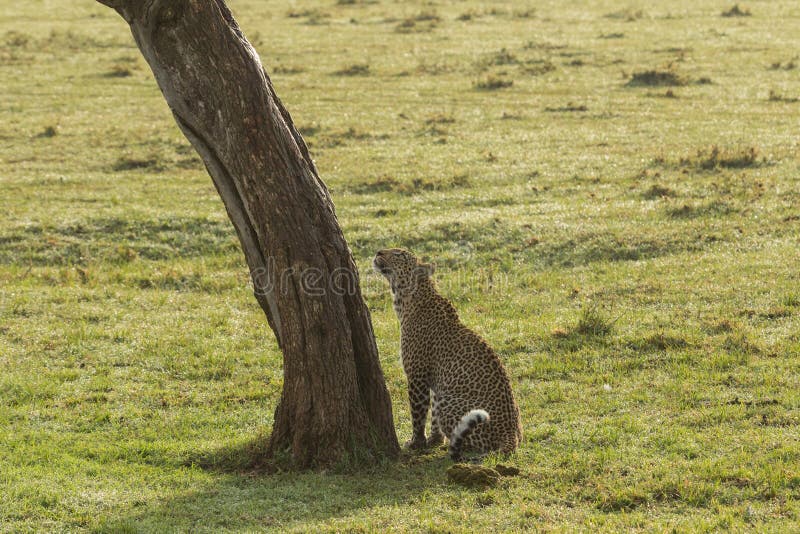 Leopard Sitting Under a Tree Stock Image - Image of savannah, leopard ...