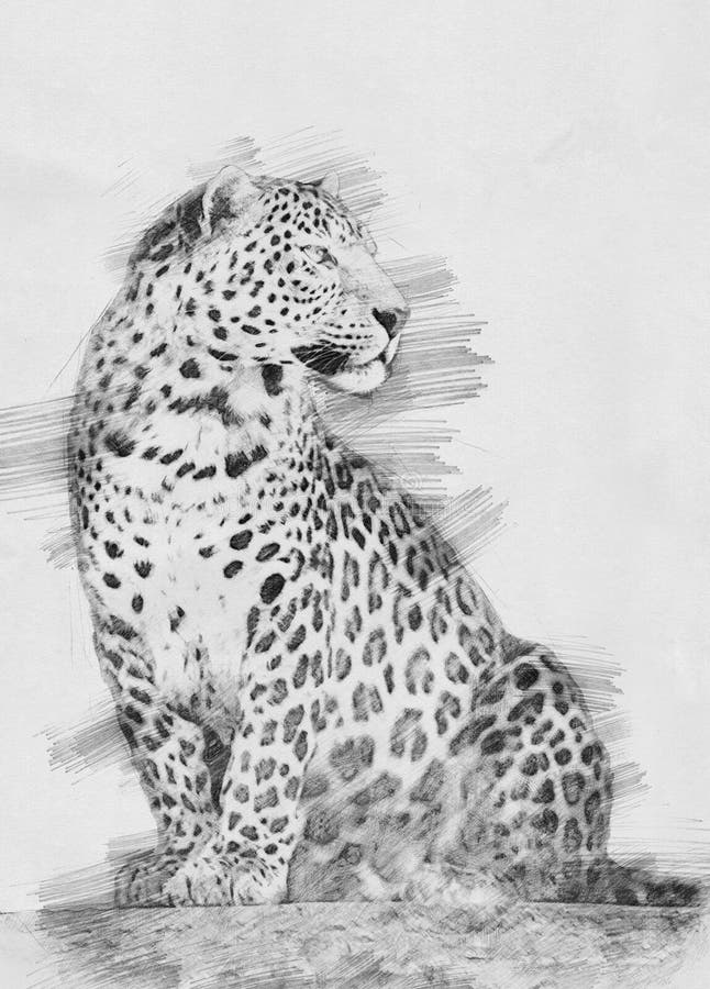 Leopard. Sketch with Pencil Stock Illustration - Illustration of ...