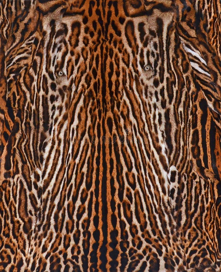 587 Real Leopard Skin Stock Photos - Free & Royalty-Free Stock Photos ...