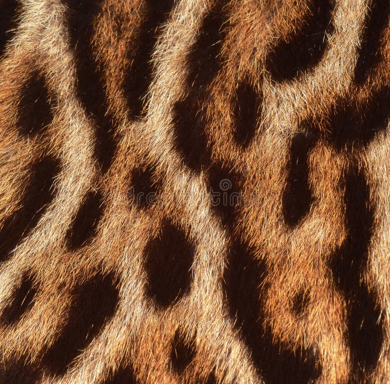 597 Real Leopard Skin Stock Photos - Free & Royalty-Free Stock Photos ...