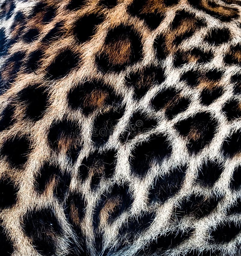 Leopard Skin Pattern Animal Backgrounds Stock Photo - Image of ...