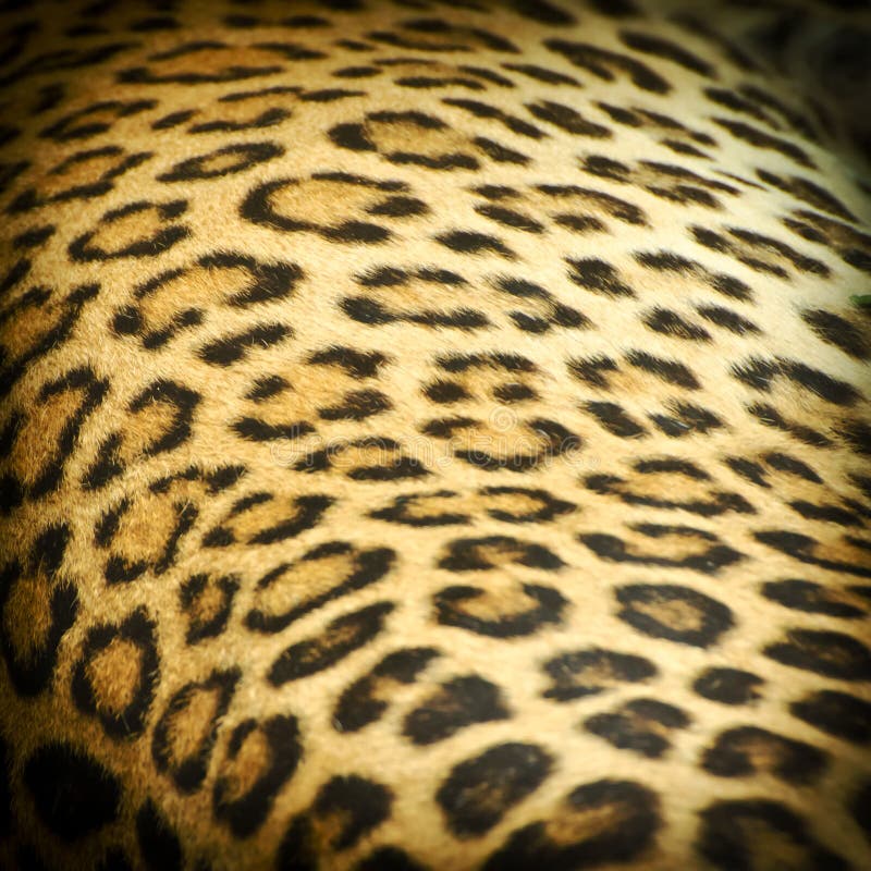 Leopard skin stock image. Image of real, abstract, design - 34799429
