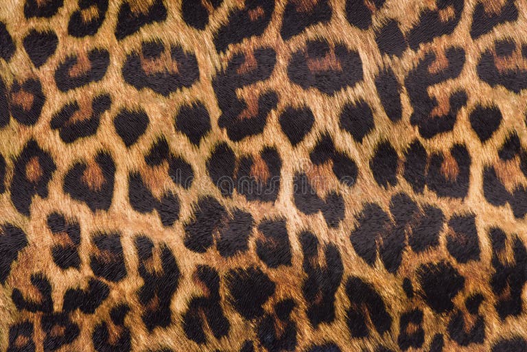 Leopard skin stock photo. Image of leather, brown, chic - 40079070