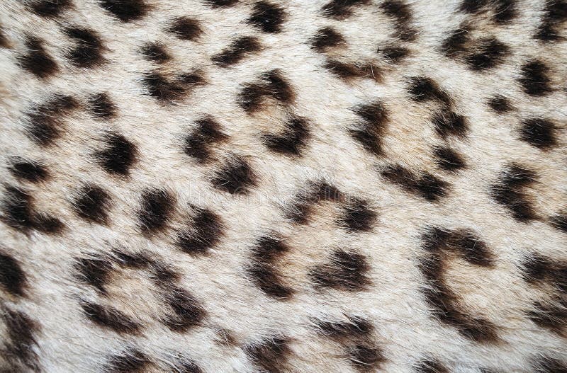 Leopard Skin stock photo. Image of wildlife, panther - 18834922