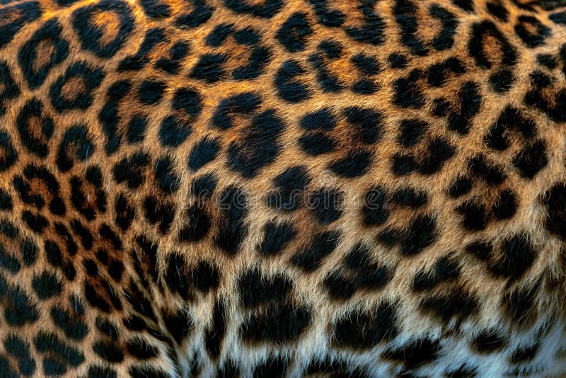 Real Leopard Skin stock image. Image of furry, brown - 42046795