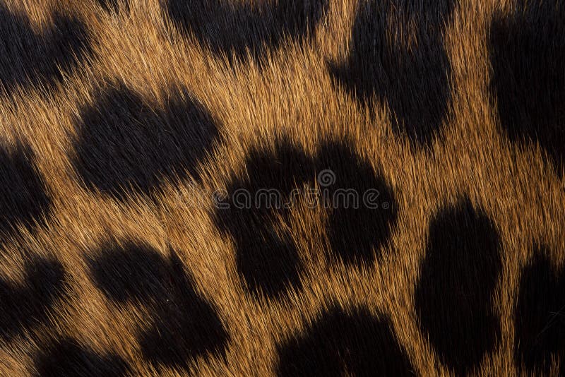Leopard Skin Texture : Close-up Leopard Spot Pattern Texture Background ...