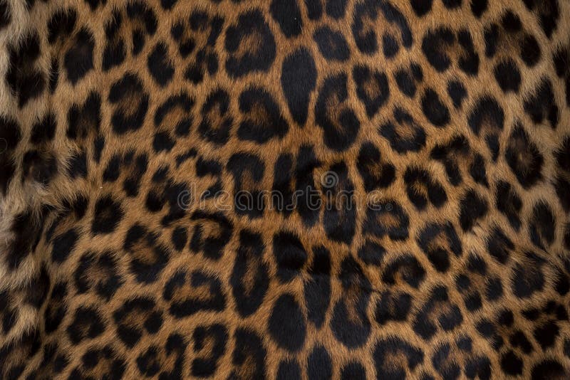 Leopard Skin Texture : Close-up Leopard Spot Pattern Texture Background ...