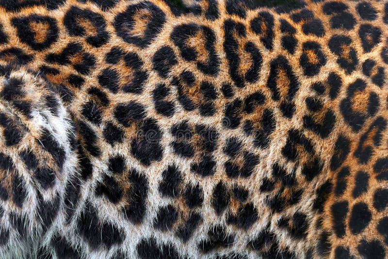 495 Real Leopard Skin Photos - Free & Royalty-Free Stock Photos from ...