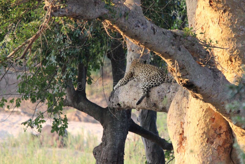 Leopard Sleeping on a Branch of a Large Tree Stock Image - Image of ...