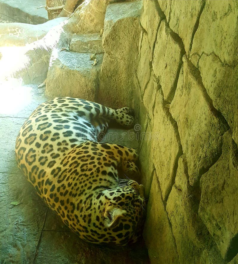 A leopard stock photo. Image of wall, sleeping, leopard - 108852962