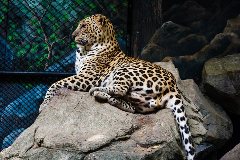 A Leopard Sleeping on the Rock Stock Photo - Image of habitat, beauty ...