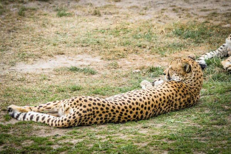 Leopard Sleeping in the Sun on a Green Area Stock Image - Image of ...