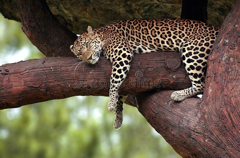 Leopard Sleeping on the Tree Stock Photo - Image of panthera, sleeping ...