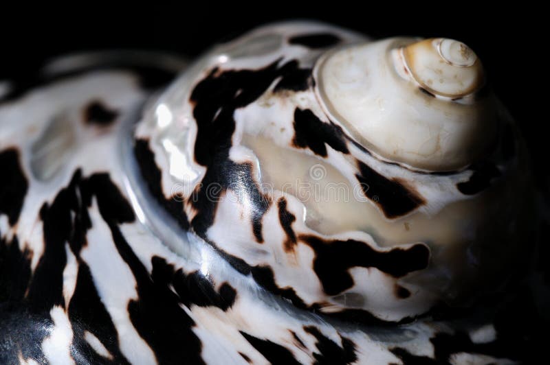 1,921 Slug Texture Stock Photos - Free & Royalty-Free Stock Photos from ...