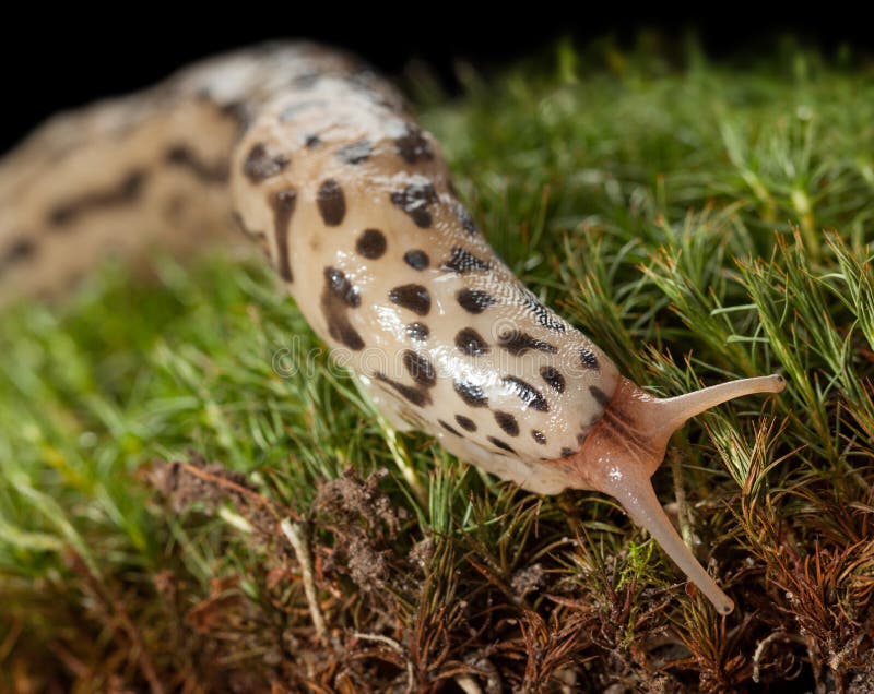 Leopard slug stock photo. Image of animal, nature, maximus - 57107764