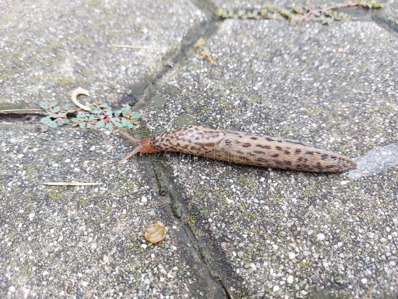 Leopard Slug is Crawling on Tile - Great Grey Slug Stock Photo - Image ...