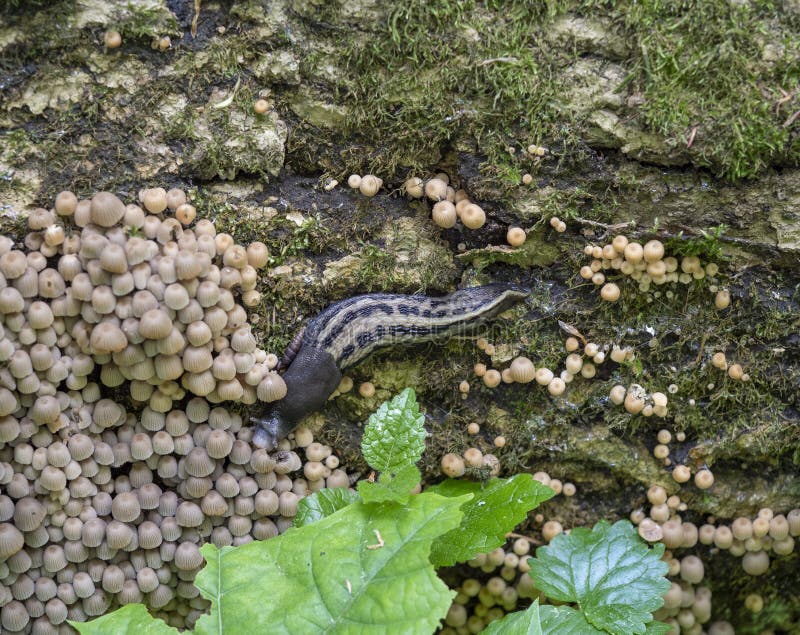 Slug eating earthworm stock photo. Image of evening, gastropod - 9422082