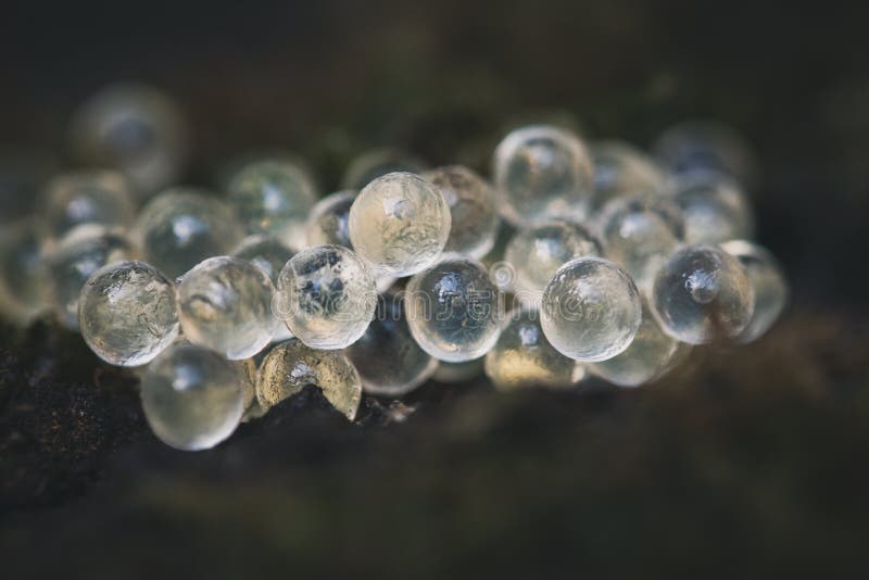 221 Slug Eggs Stock Photos - Free & Royalty-Free Stock Photos from ...