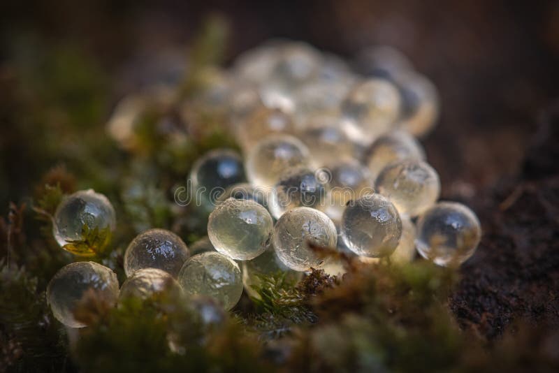 Leopard Slug Eggs on Pile of Wet Rotting Wood Stock Photo - Image of ...