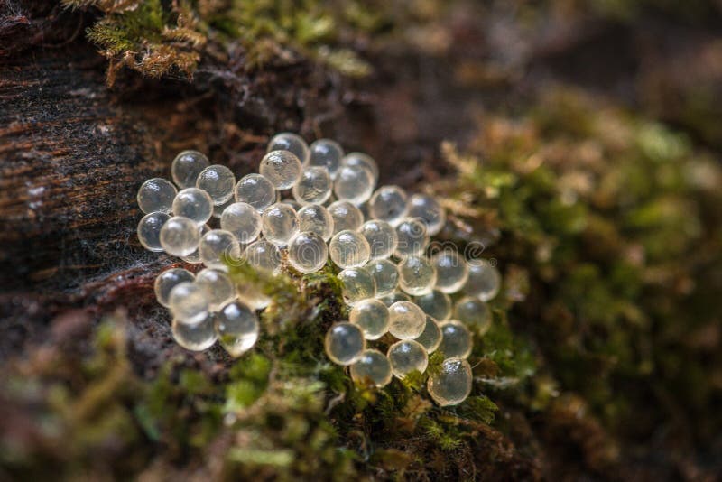 Egg Cluster of the Limax Maximus Stock Photo - Image of slug, eggs ...