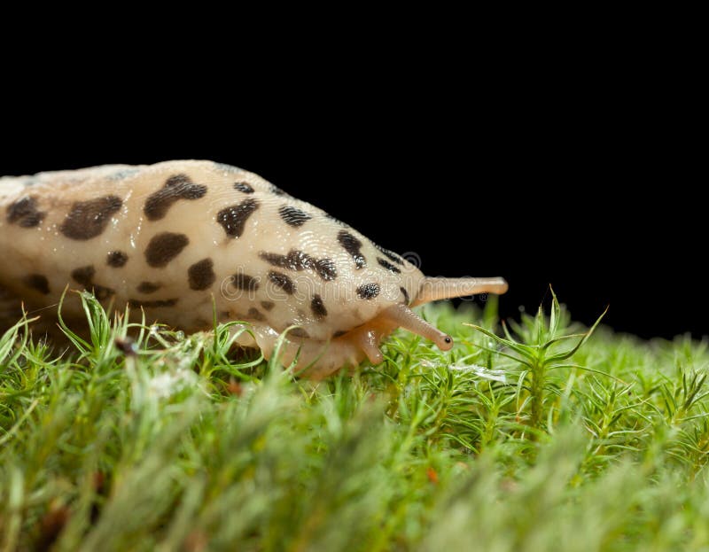 Leopard Slug Head Lateral View Stock Photo - Image of crawling, limax ...