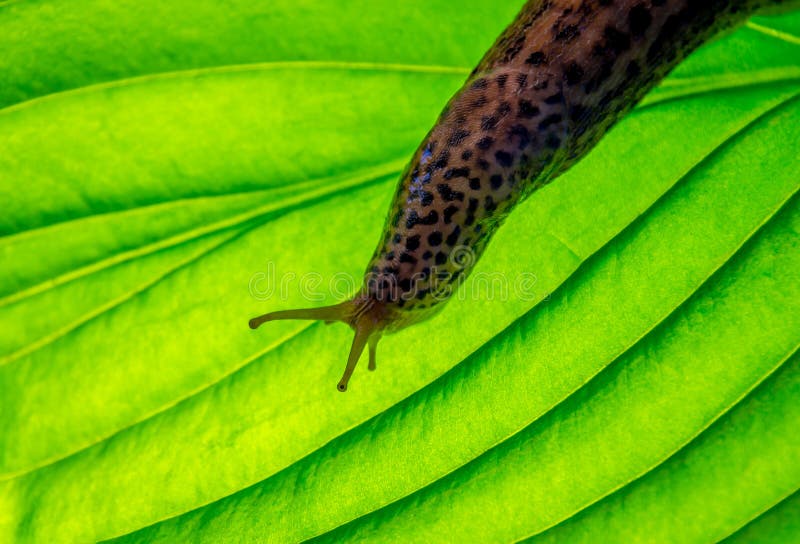 Leopard slug on hosta leaf stock photo. Image of lilies - 58437304